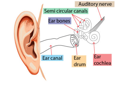 AQA GCSE Sound Waves and the Ear - Science Worksheets