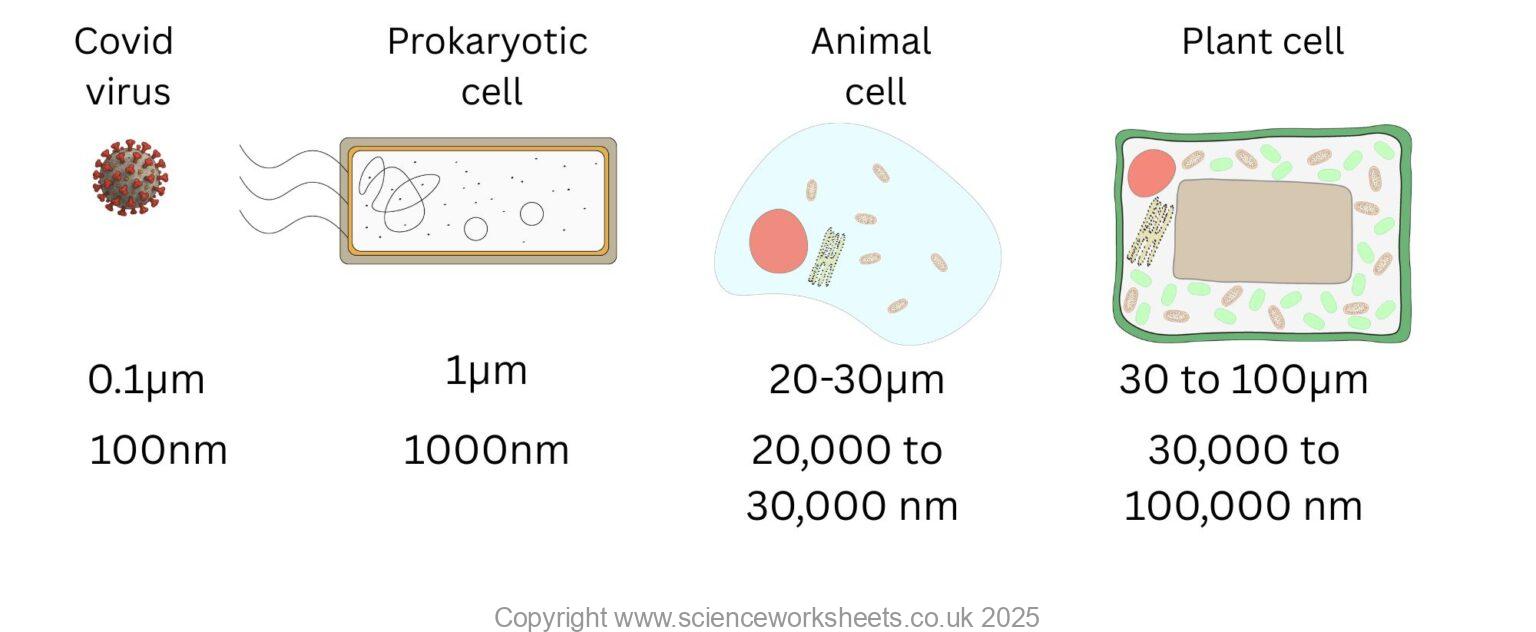 AQA GCSE Scale and size of cells (Biology) - Science Worksheets