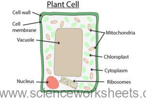 AQA GCSE Animal and Plant cells (Biology) - Science Worksheets