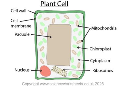 AQA GCSE Animal and Plant cells (Biology) - Science Worksheets