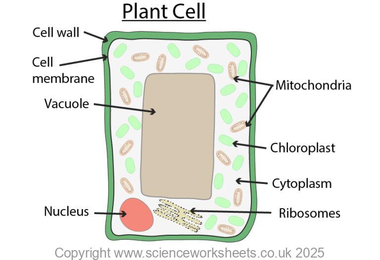 AQA GCSE Eukaryotic and Prokaryotic cells (Biology) - Science Worksheets