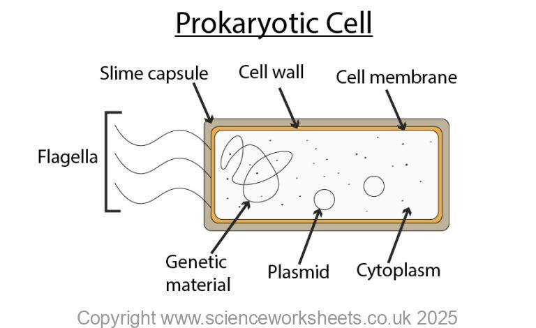 AQA GCSE Eukaryotic and Prokaryotic cells (Biology) - Science Worksheets