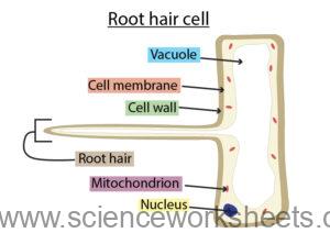 AQA GCSE Specialised cells in plants (Biology) - Science Worksheets