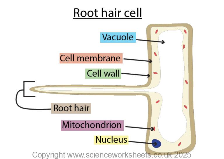 AQA GCSE Specialised cells in plants (Biology) - Science Worksheets