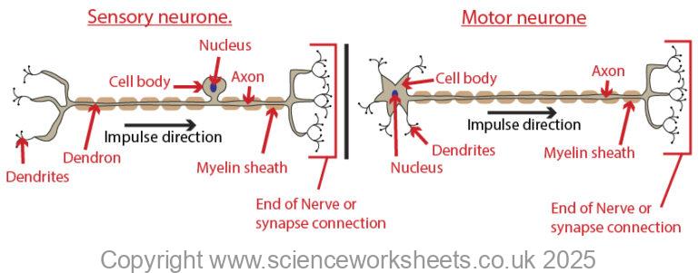 AQA GCSE Specialised cells in animals (Biology) - Science Worksheets