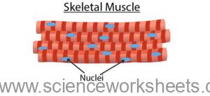 AQA GCSE Specialised cells in animals (Biology) - Science Worksheets