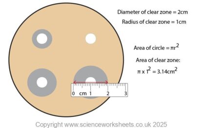 AQA GCSE Testing Antiseptics, Antibiotics and Disinfectants (Biology ...