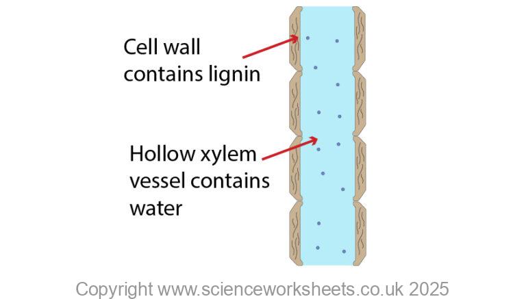 AQA GCSE Specialised cells in plants (Biology) - Science Worksheets