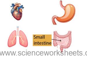 AQA GCSE Cells, Tissues, Organs and Organ systems (Biology) - Science ...