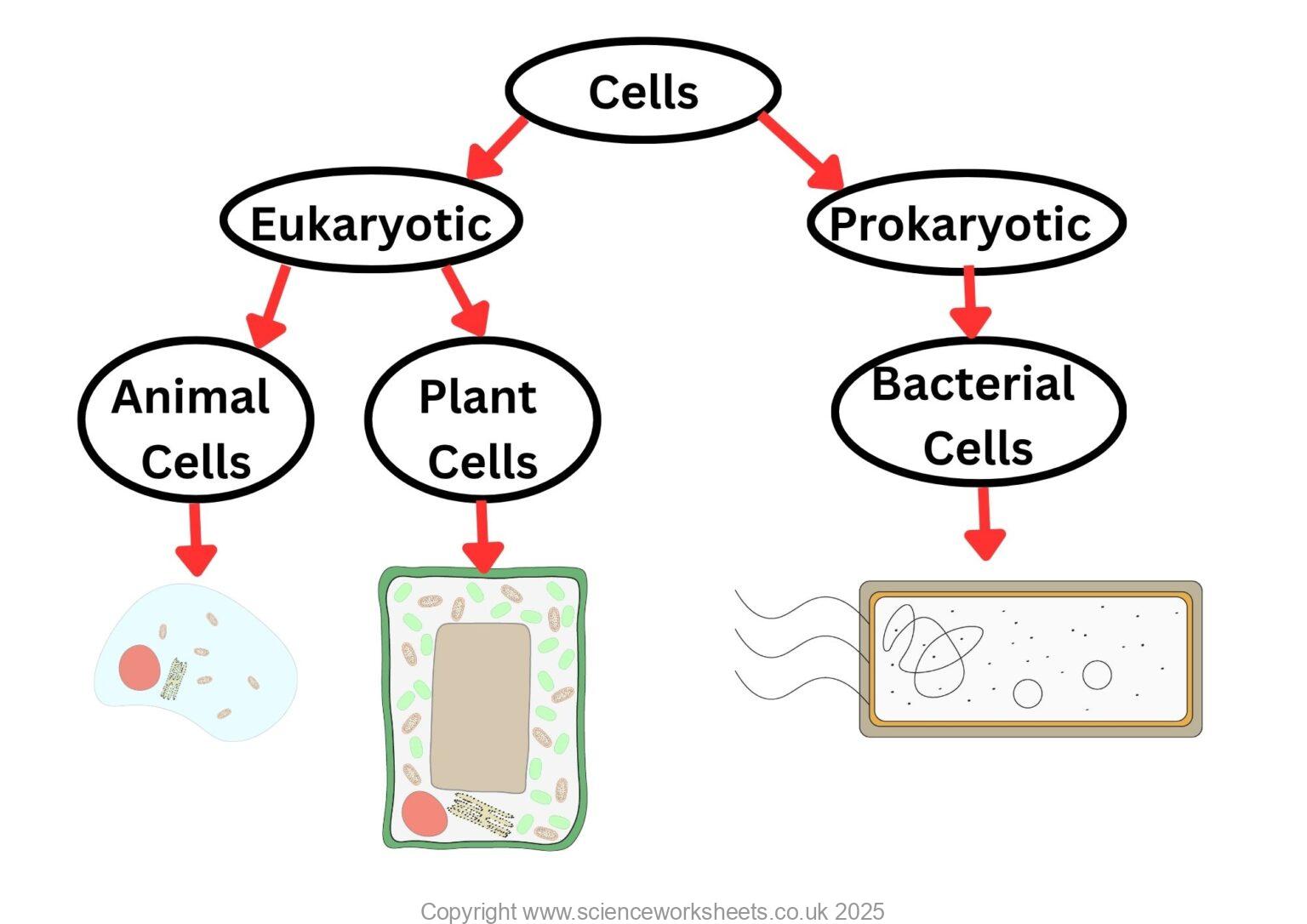 AQA GCSE Cells, Tissues, Organs and Organ systems (Biology) - Science ...