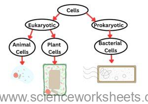 AQA GCSE Cells, Tissues, Organs and Organ systems (Biology) - Science ...
