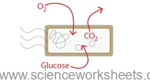 AQA GCSE Surface area to volume ratio (Biology) - Science Worksheets