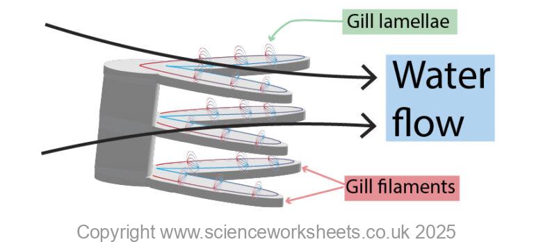 AQA GCSE Diffusion for multicellular organisms (Biology) - Science ...