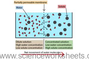 AQA GCSE Osmosis (Biology) - Science Worksheets