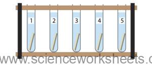 AQA GCSE Osmosis potato mass practical (Biology) - Science Worksheets
