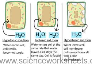 AQA GCSE Osmosis (Biology) - Science Worksheets