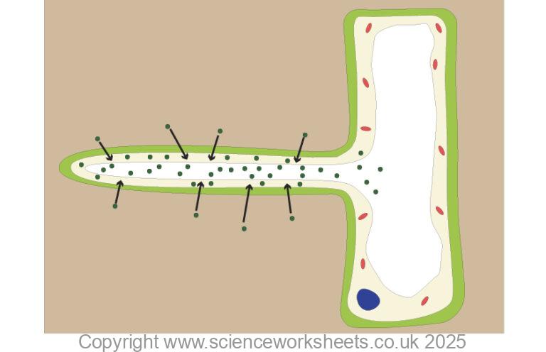 AQA GCSE Plant Organ System (Biology) - Science Worksheets