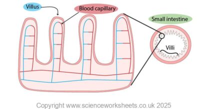 AQA GCSE Diffusion for multicellular organisms (Biology) - Science ...