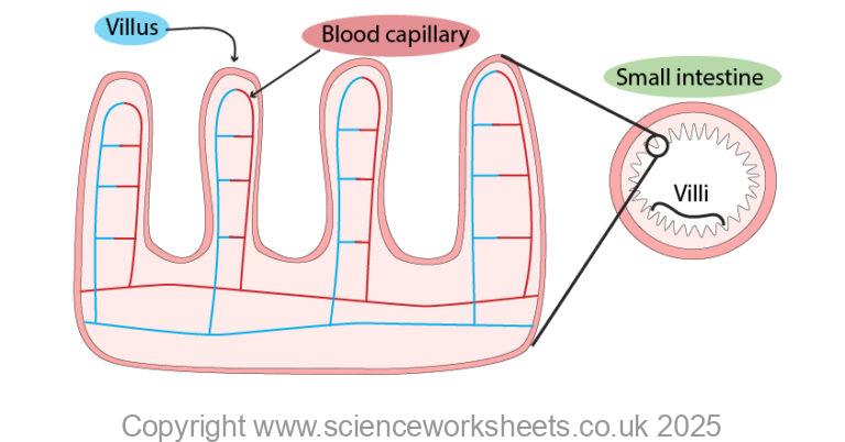AQA GCSE Diffusion for multicellular organisms (Biology) - Science ...