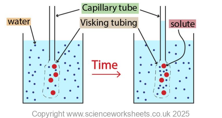 AQA GCSE Osmosis (Biology) - Science Worksheets