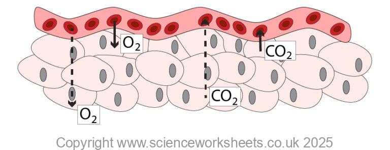 AQA GCSE Diffusion for multicellular organisms (Biology) - Science ...