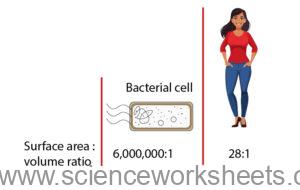 AQA GCSE Surface area to volume ratio (Biology) - Science Worksheets