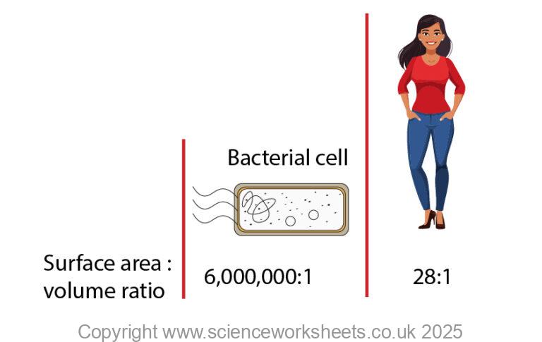 AQA GCSE Surface area to volume ratio (Biology) - Science Worksheets