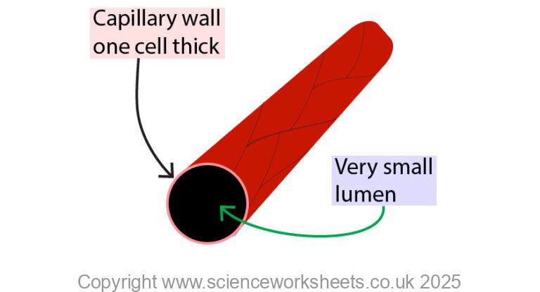 AQA GCSE Blood Vessels (Biology) - Science Worksheets