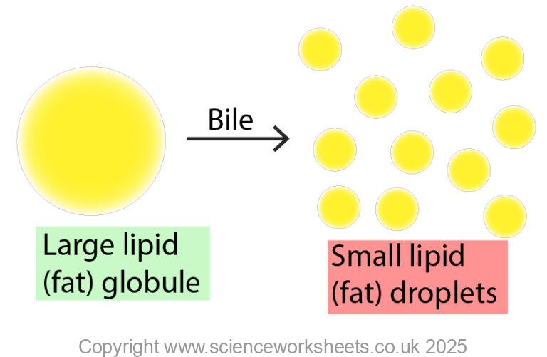 AQA GCSE Role of Bile in Digestion (Biology) - Science Worksheets