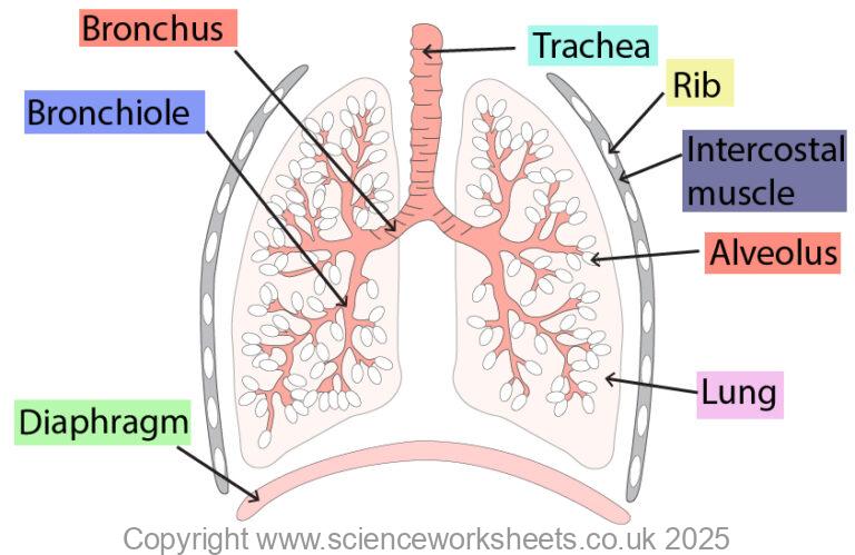 AQA GCSE Lungs (Biology) - Science Worksheets