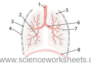 AQA GCSE Lungs (Biology) - Science Worksheets