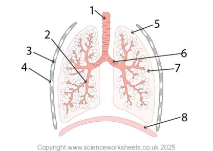 AQA GCSE Lungs (Biology) - Science Worksheets