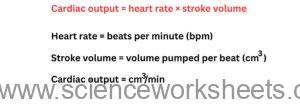AQA GCSE Rate of blood flow (Biology) - Science Worksheets