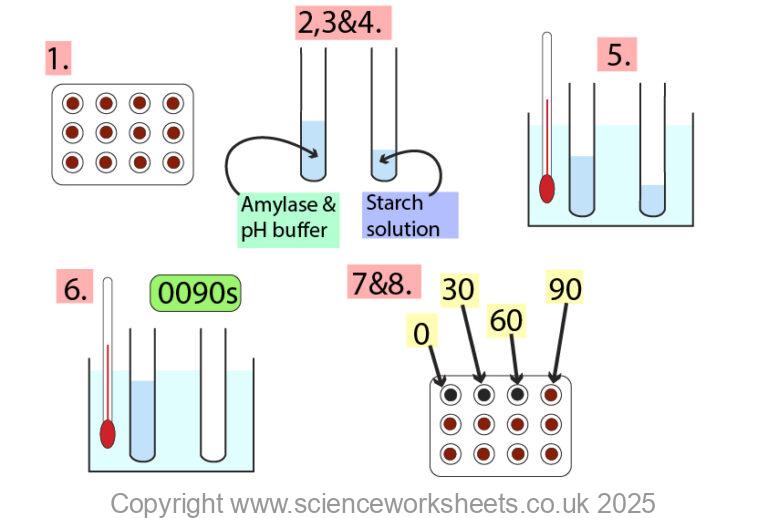 AQA GCSE Investigating the effect of pH on the rate of starch digestion ...