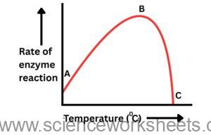 AQA GCSE Enzymes (Biology) - Science Worksheets