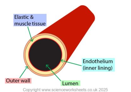 AQA GCSE Blood Vessels (Biology) - Science Worksheets