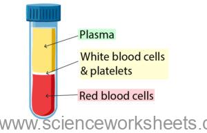 AQA GCSE Blood (Biology) - Science Worksheets
