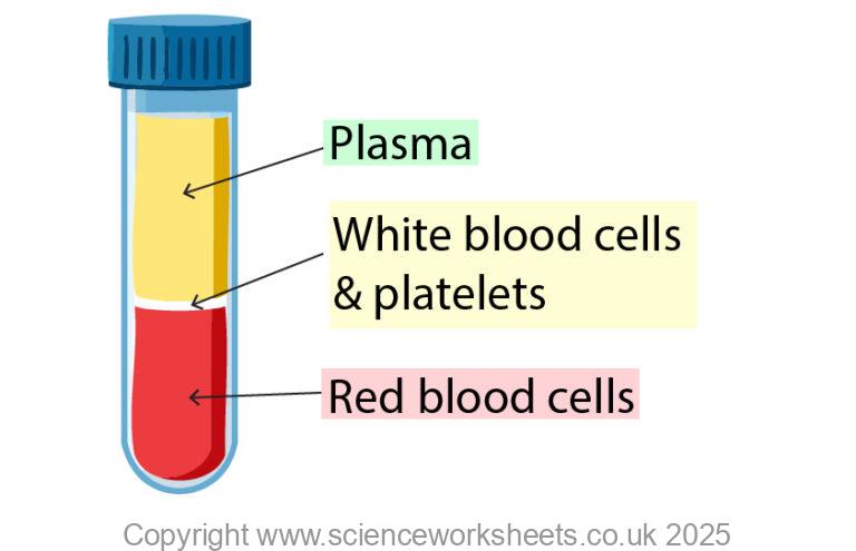 AQA GCSE Blood (Biology) - Science Worksheets