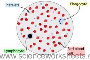 AQA GCSE Blood (Biology) - Science Worksheets