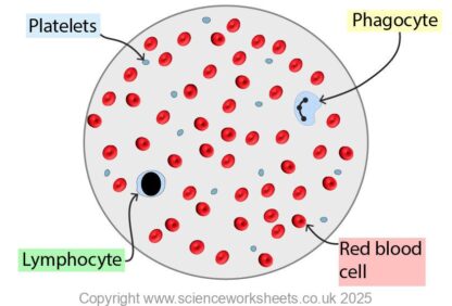 AQA GCSE Blood (Biology) - Science Worksheets