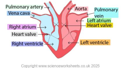 AQA GCSE Heart (Biology) - Science Worksheets