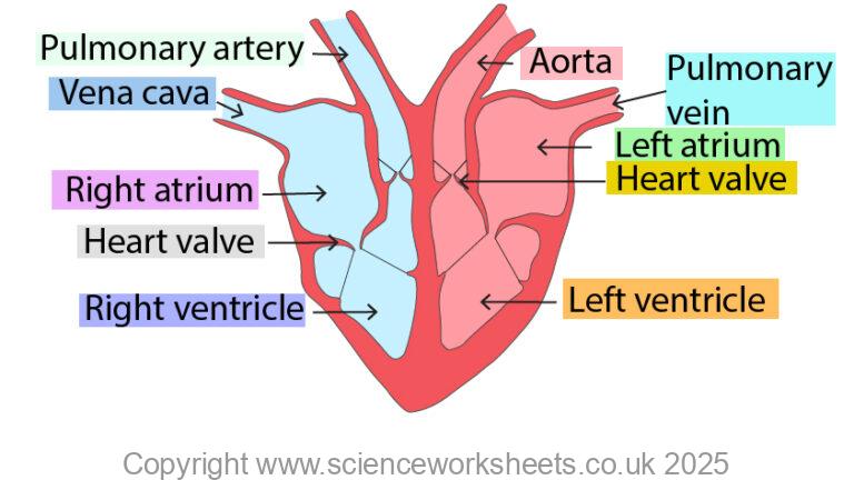 AQA GCSE Heart (Biology) - Science Worksheets
