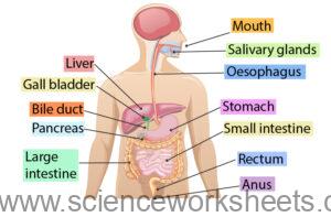 AQA GCSE Digestion (Biology) - Science Worksheets