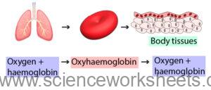 AQA GCSE Blood (Biology) - Science Worksheets