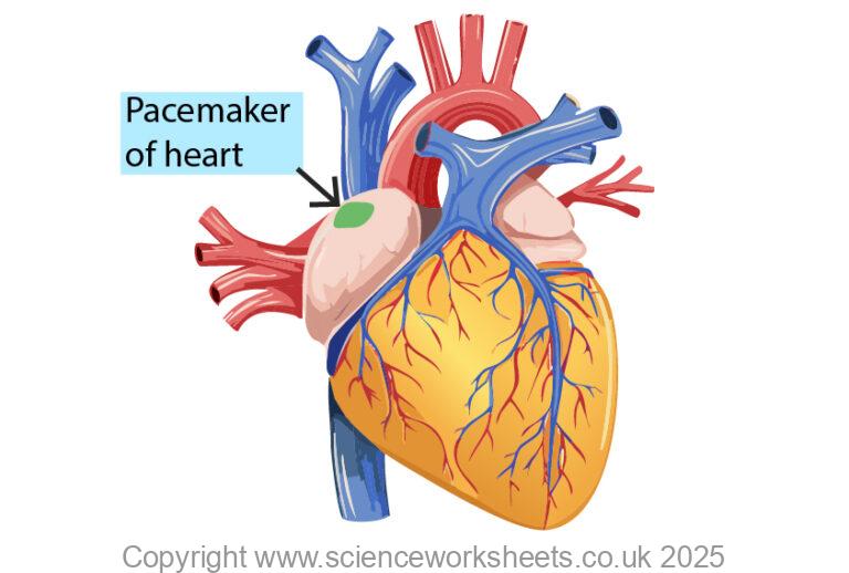 AQA GCSE Rate of blood flow (Biology) - Science Worksheets