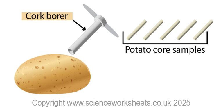 AQA GCSE Osmosis potato mass practical (Biology) - Science Worksheets