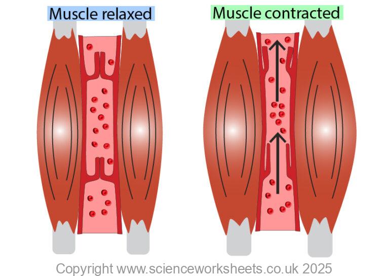 AQA GCSE Blood Vessels (Biology) - Science Worksheets