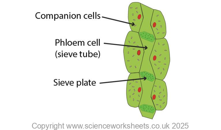 AQA GCSE Plant Organ System part 2 (Biology) - Science Worksheets