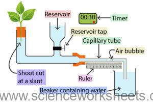 AQA GCSE Investigating Transpiration (Biology) - Science Worksheets