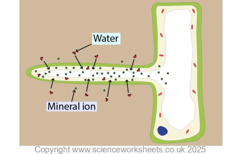 AQA GCSE Plant Organ System (Biology) - Science Worksheets